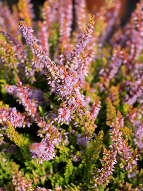 Wrzos pospolity, Calluna vulgaris, kwasolubne